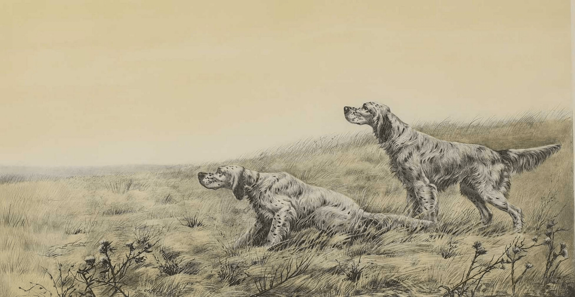 Llewellin Setters – Out of Africa in Montana